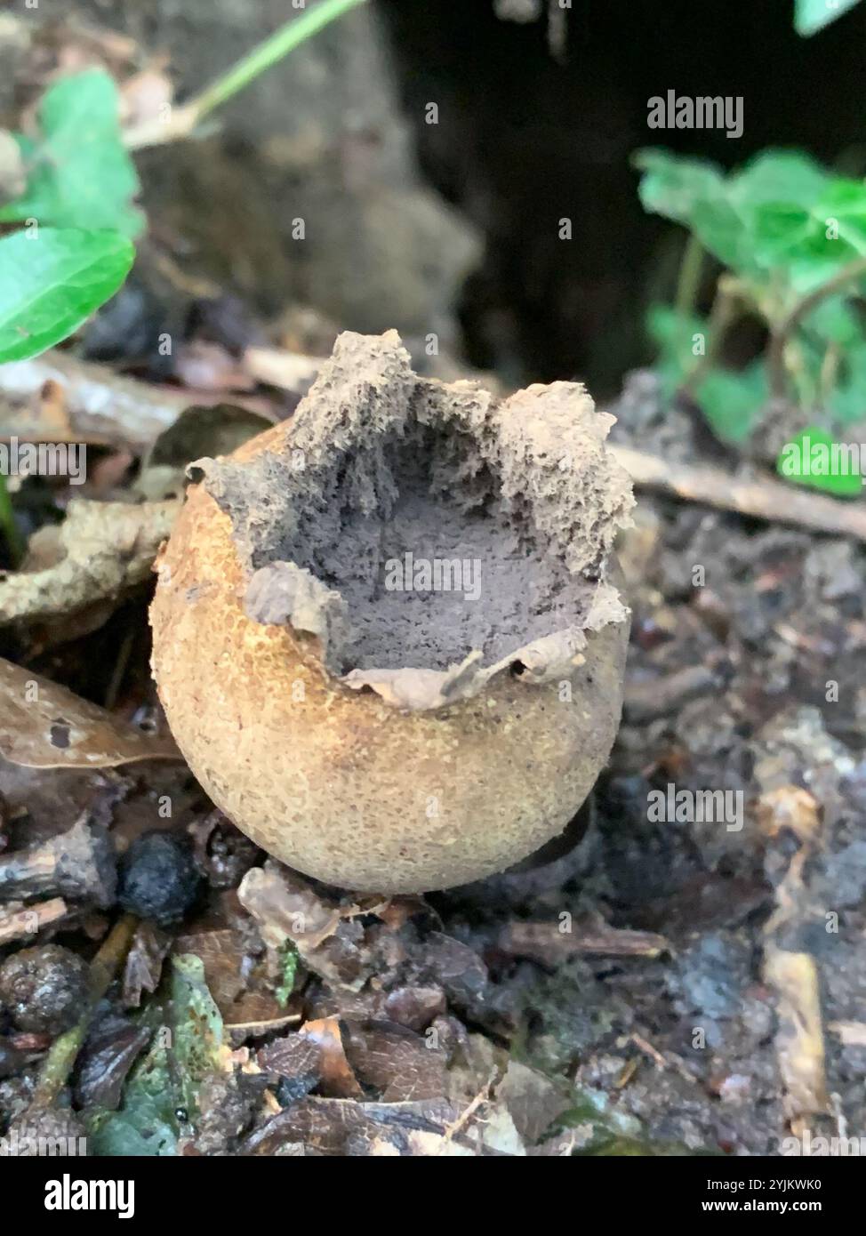 common earthball (Scleroderma citrinum Stock Photo - Alamy