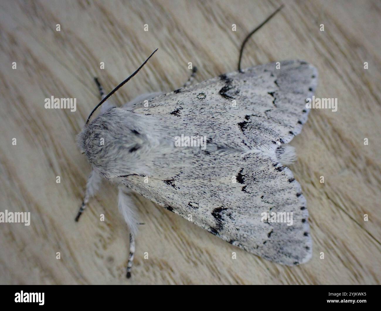 The Miller (Acronicta leporina Stock Photo - Alamy