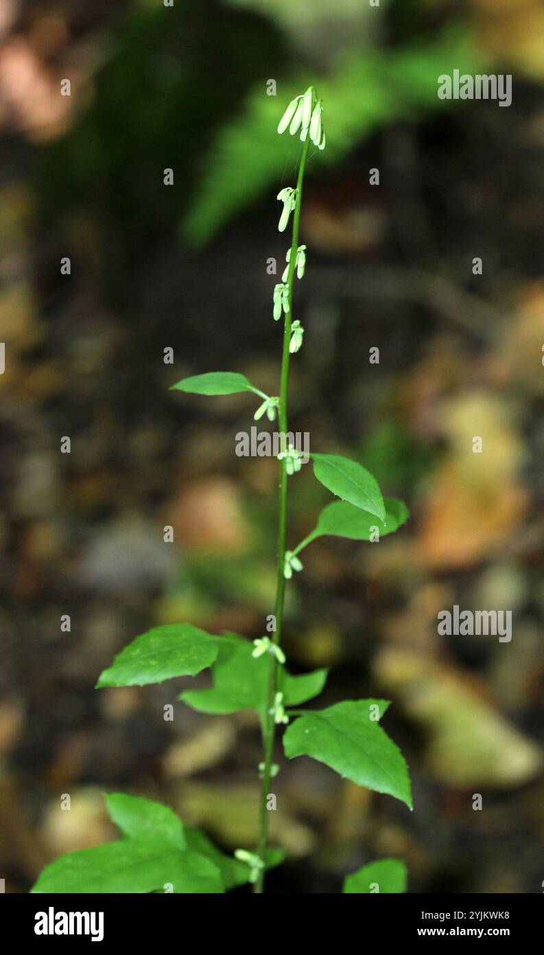 tall rattlesnake root (Nabalus altissimus Stock Photo - Alamy