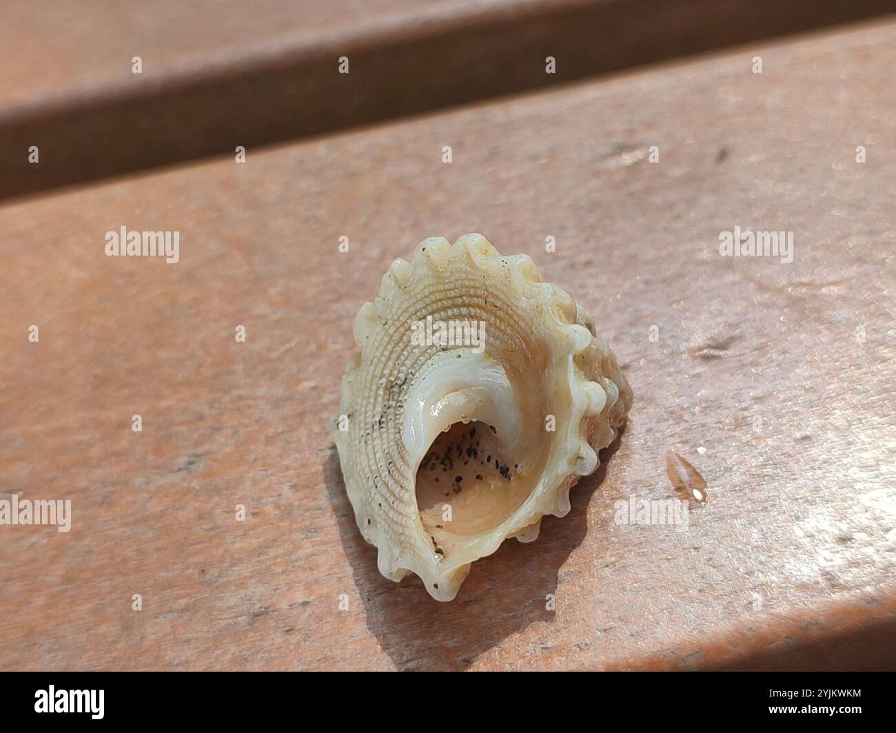 Astralium hi-res stock photography and images - Alamy