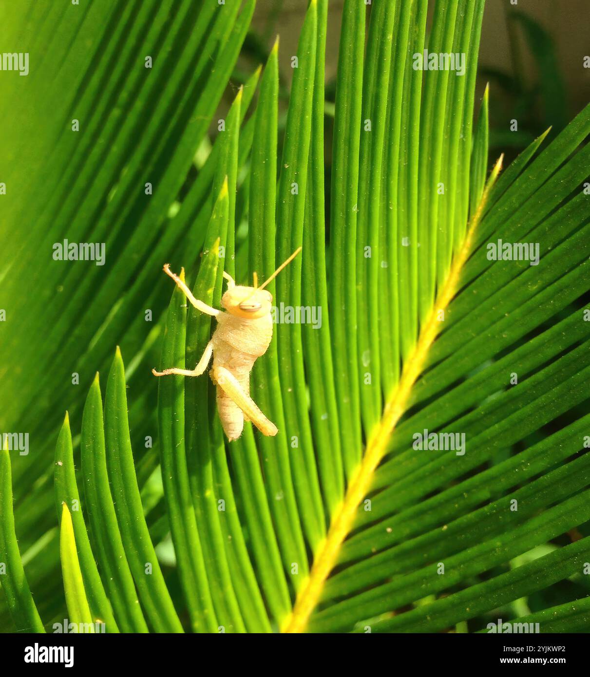 Insects delicate features hi-res stock photography and images - Alamy