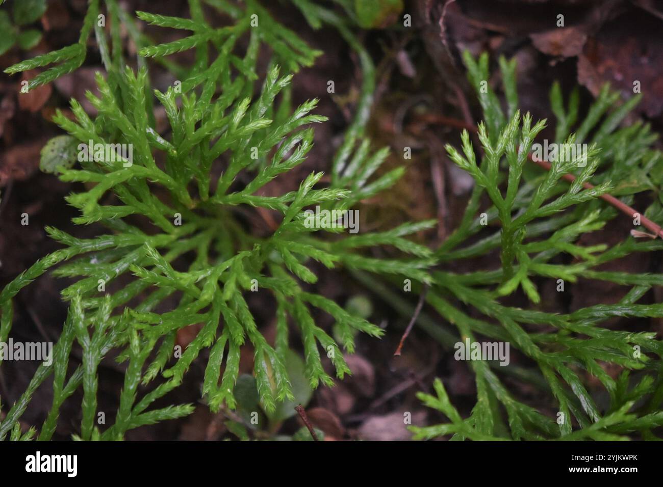 northern ground-cedar (Diphasiastrum complanatum Stock Photo - Alamy
