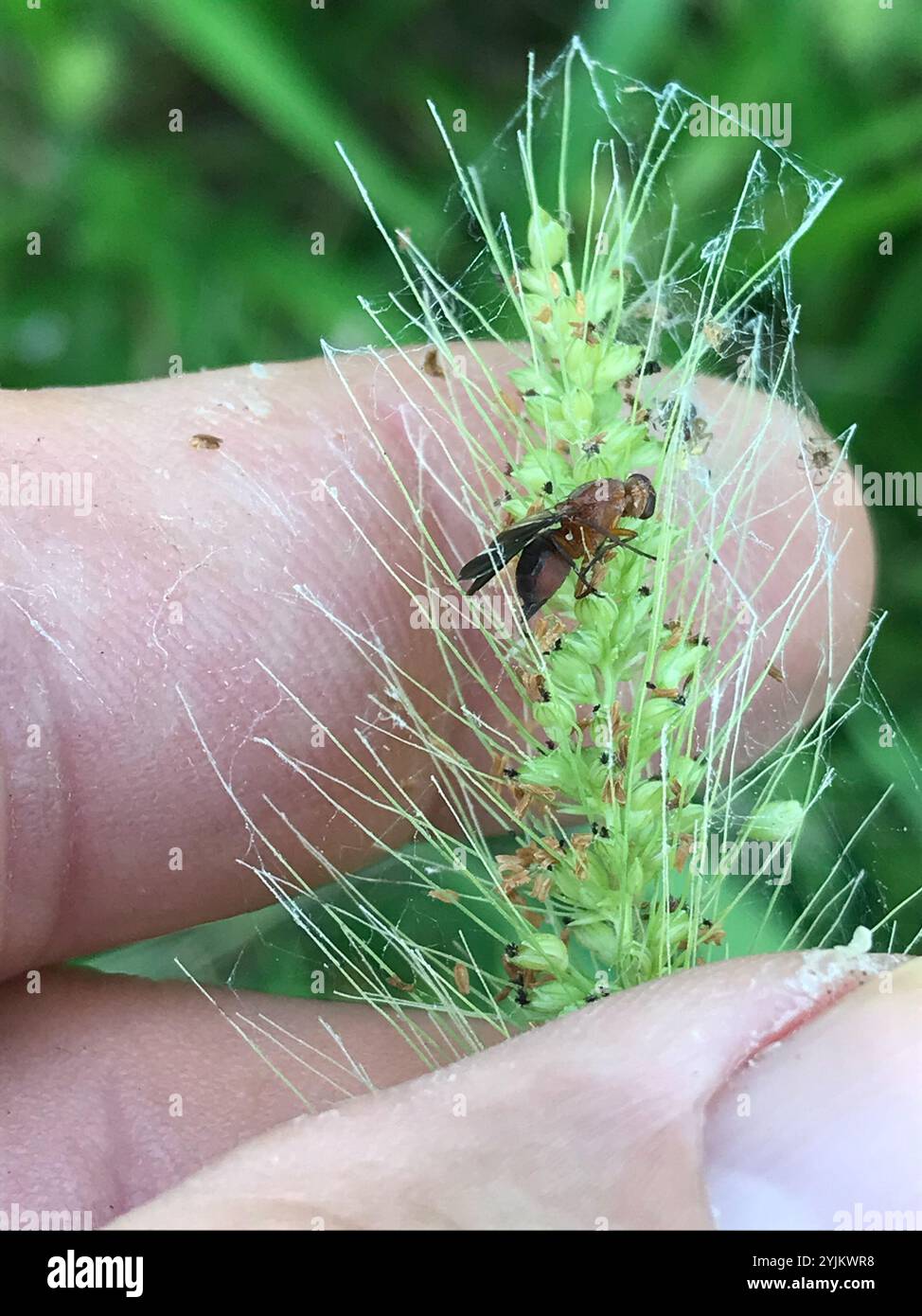 Common Picture-winged Fly (Delphinia picta Stock Photo - Alamy