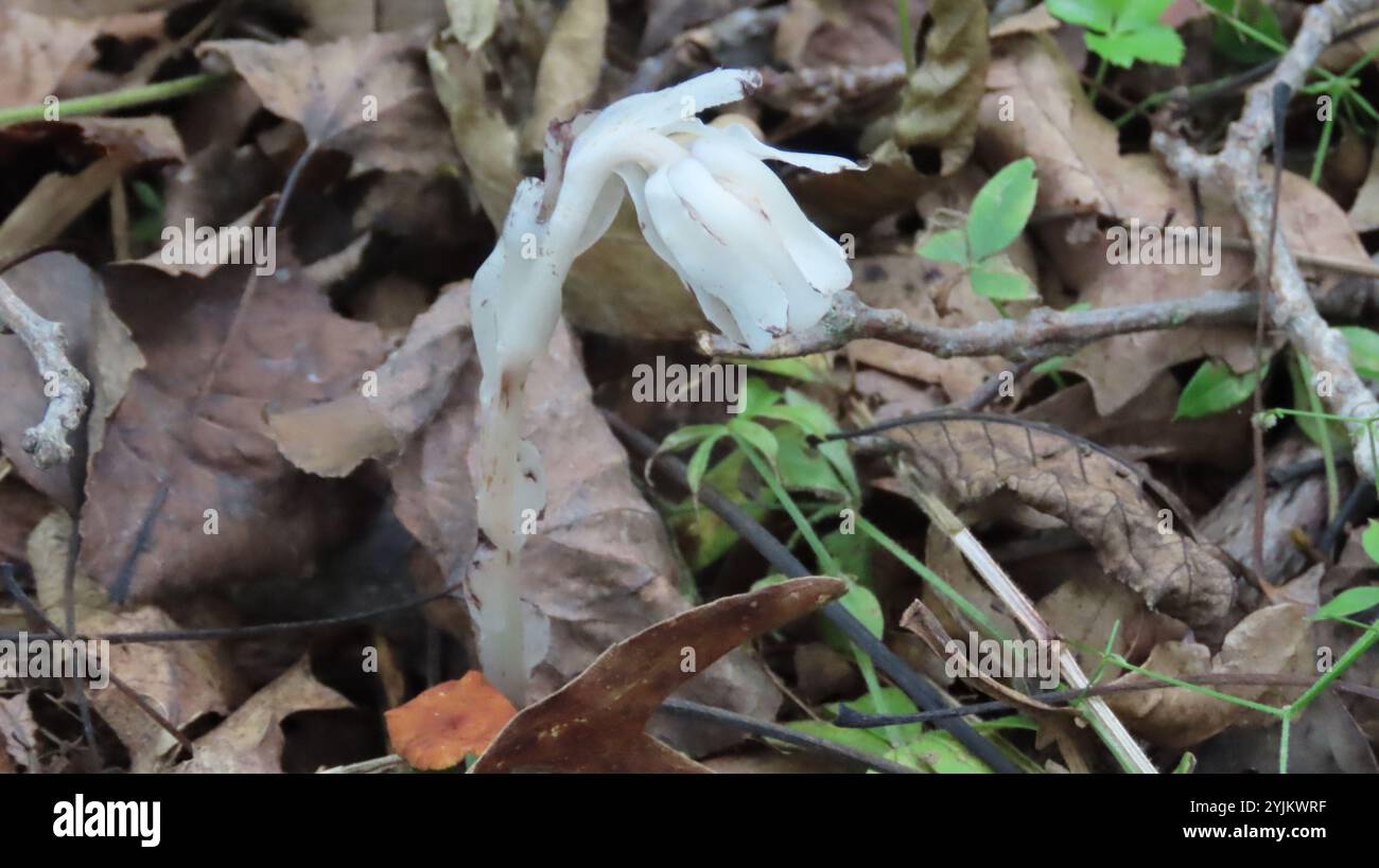 Ghost Pipe (Monotropa uniflora Stock Photo - Alamy