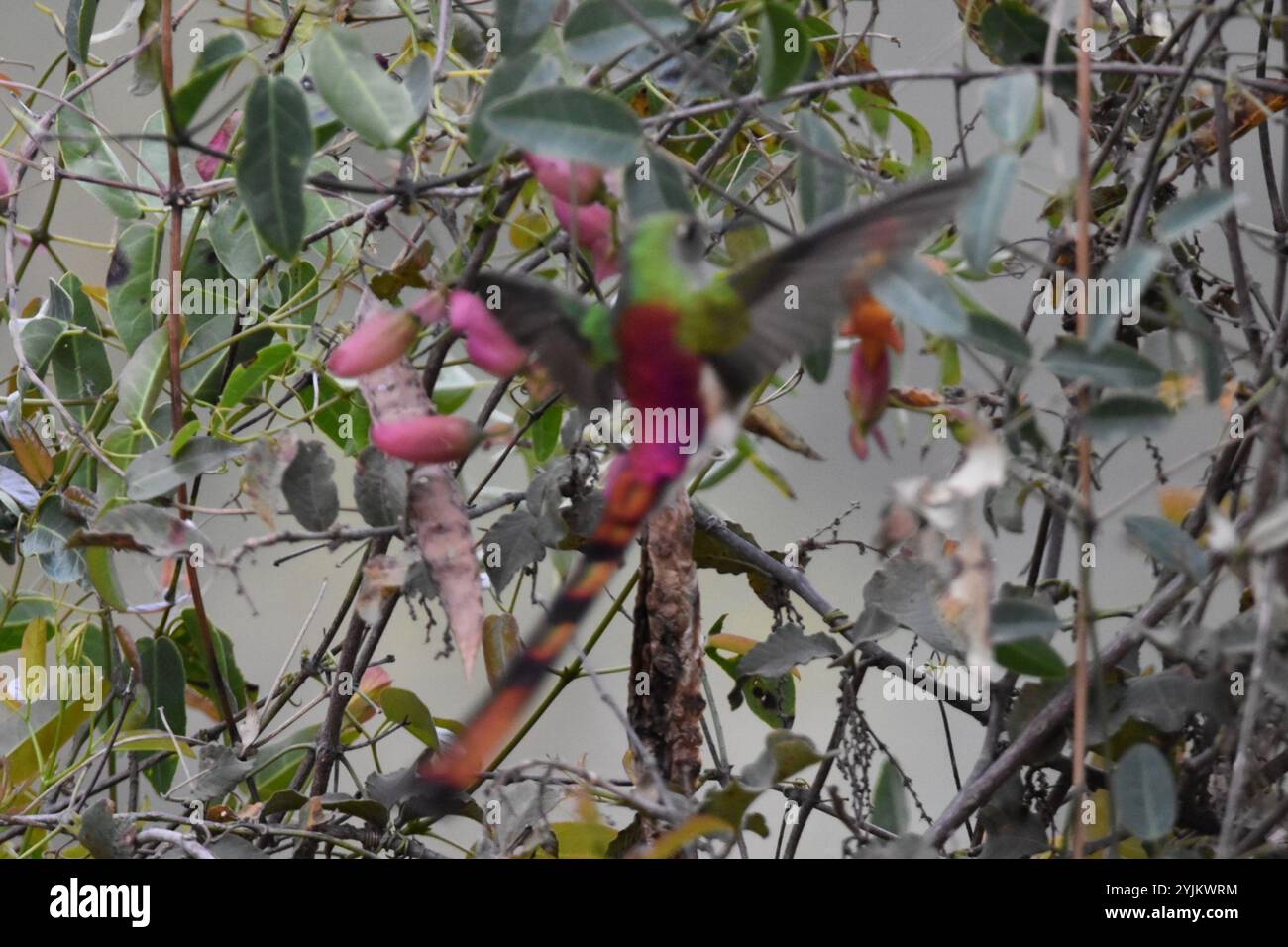 Sappho comet hi-res stock photography and images - Alamy