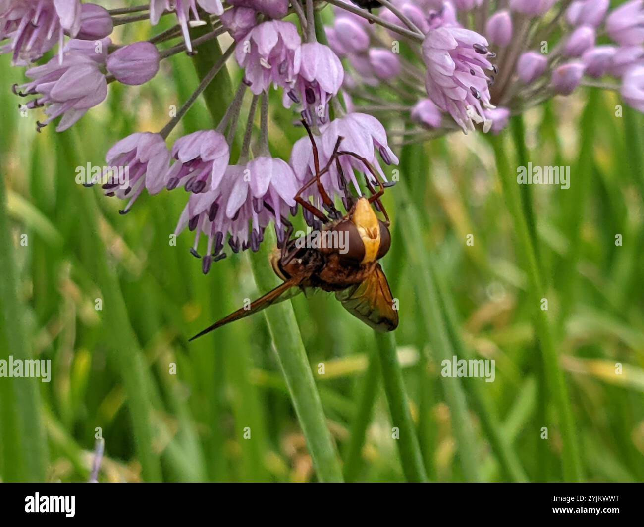 Hornet Mimic Hover Fly (Volucella zonaria Stock Photo - Alamy