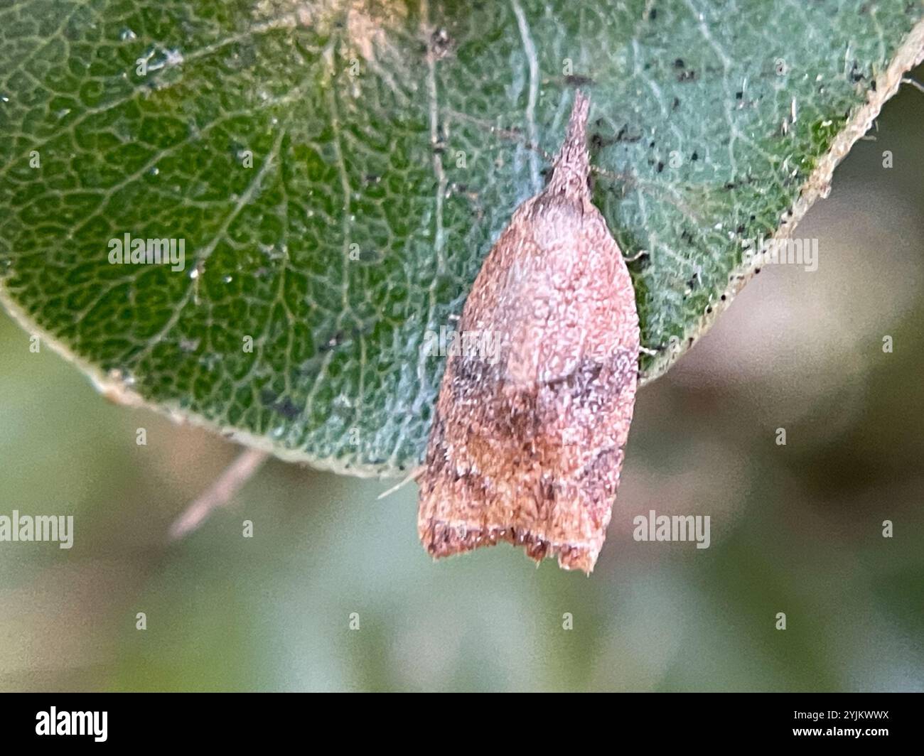Tortricid Leafroller Moths and Allies (Tortricoidea Stock Photo - Alamy