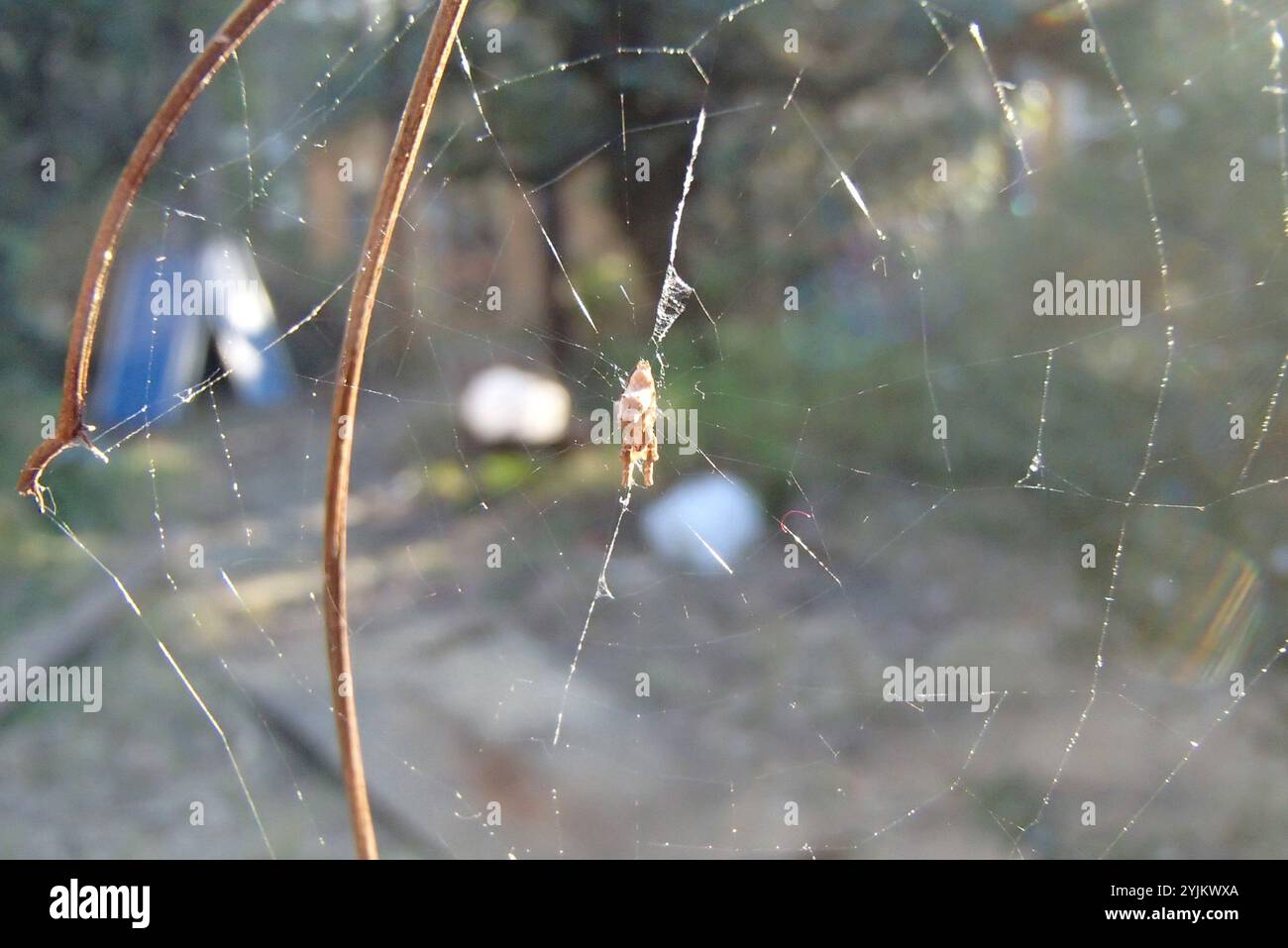 Hackled Orbweavers and Net-casting Spiders (Uloboroidea Stock Photo - Alamy