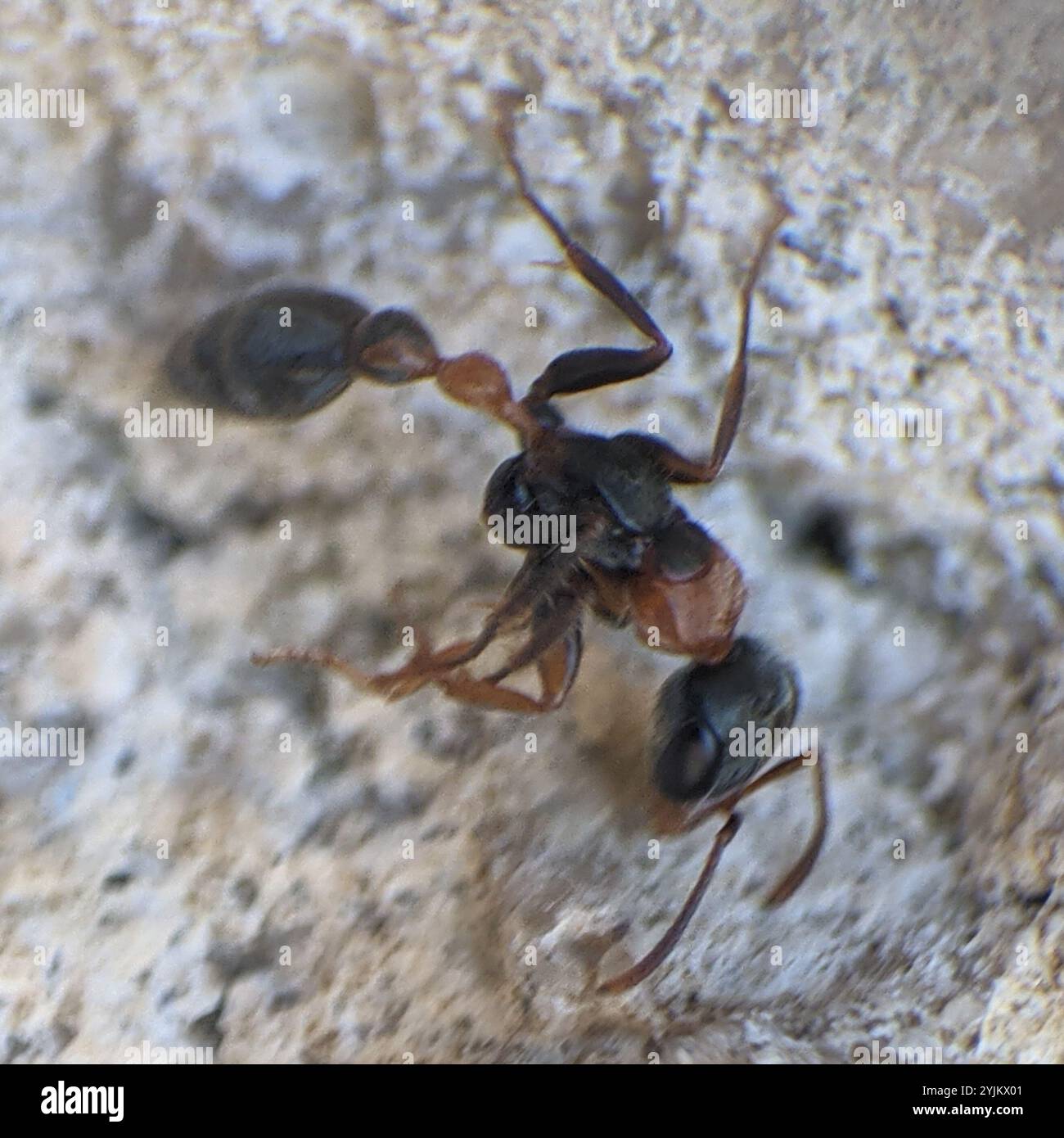 Graceful Twig Ant (Pseudomyrmex gracilis Stock Photo - Alamy
