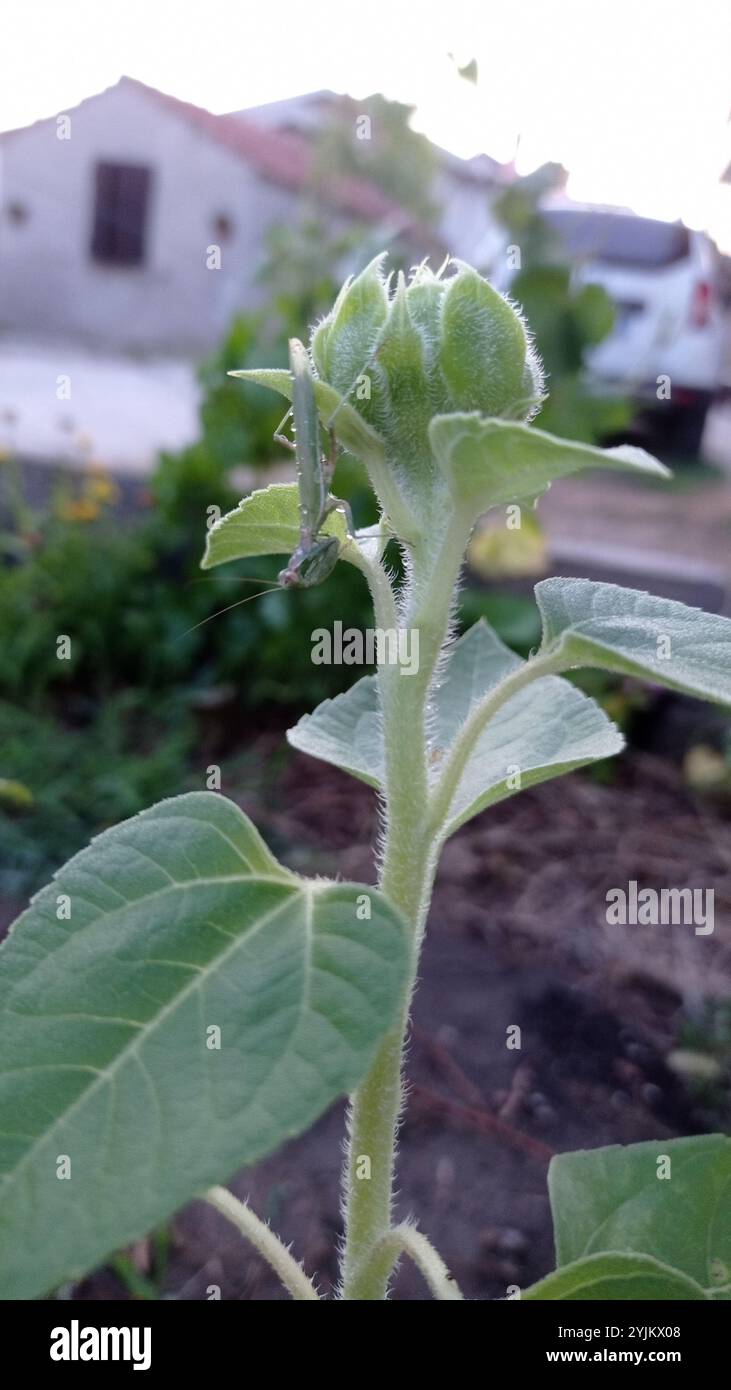 European Dwarf Mantis (Ameles spallanzania Stock Photo - Alamy