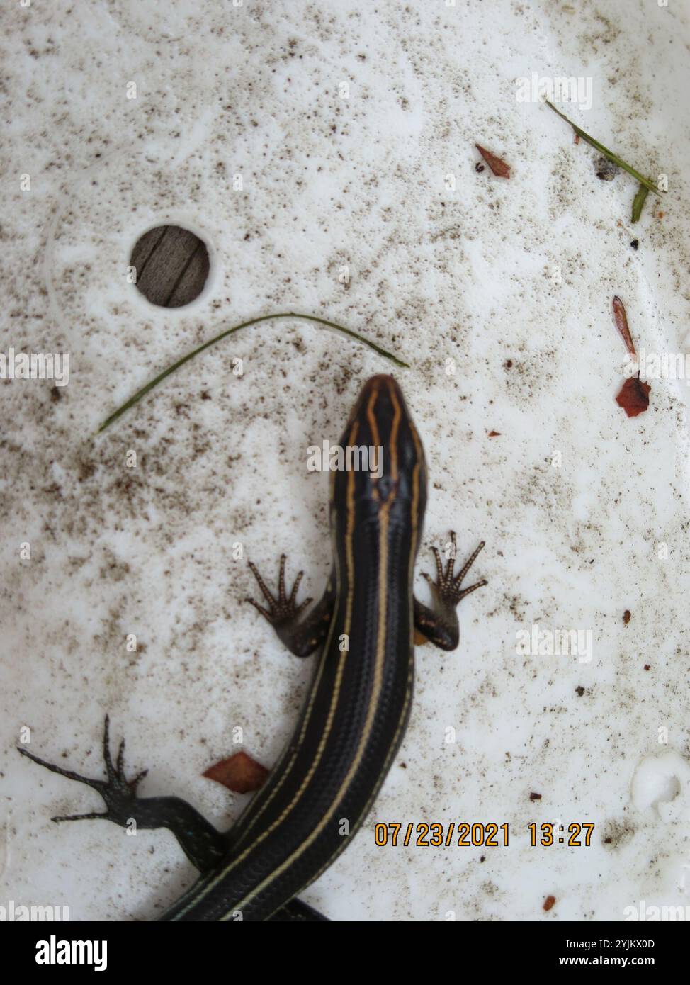Toothy Skinks (Plestiodon Stock Photo - Alamy