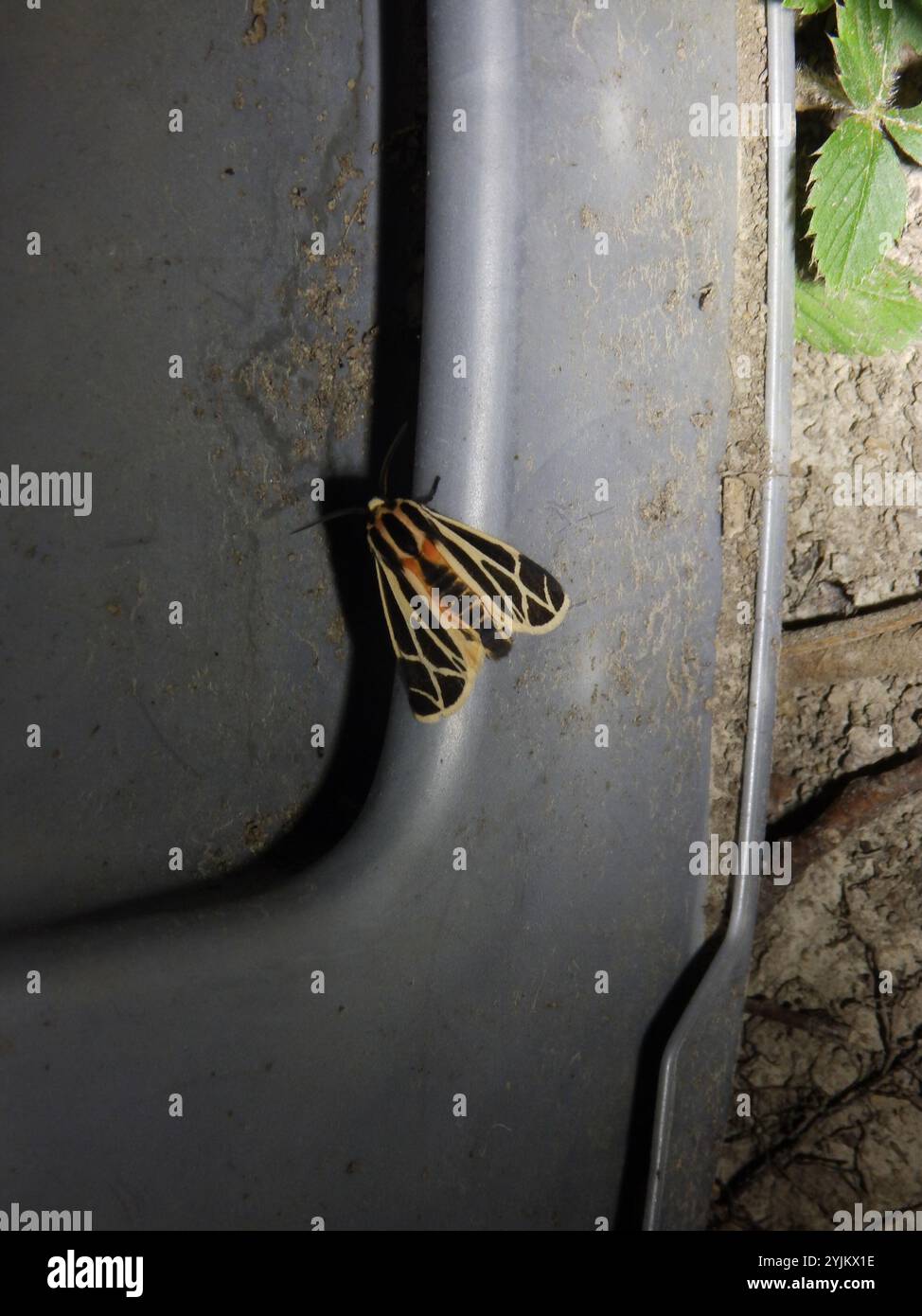 Harnessed Tiger Moth (Apantesis phalerata Stock Photo - Alamy