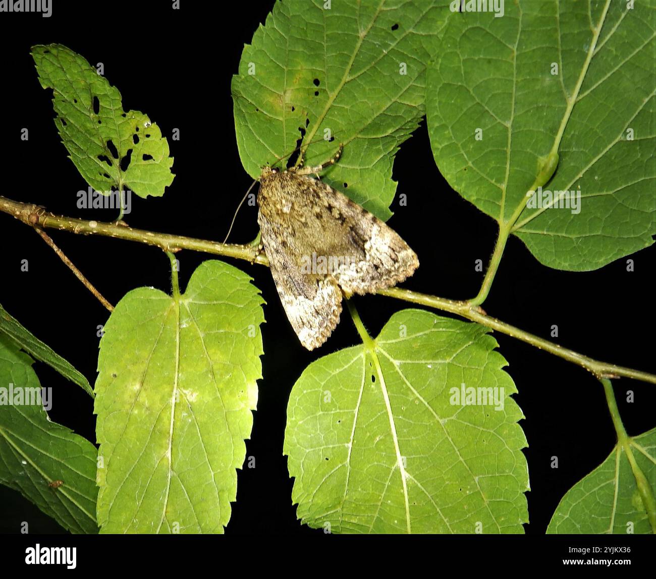 American Copper Underwing (Amphipyra pyramidoides Stock Photo - Alamy
