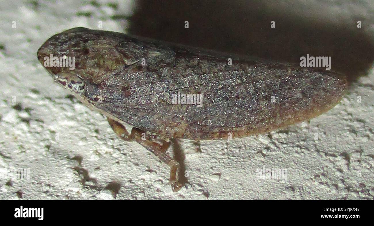 True Spittlebugs (Aphrophoridae Stock Photo - Alamy