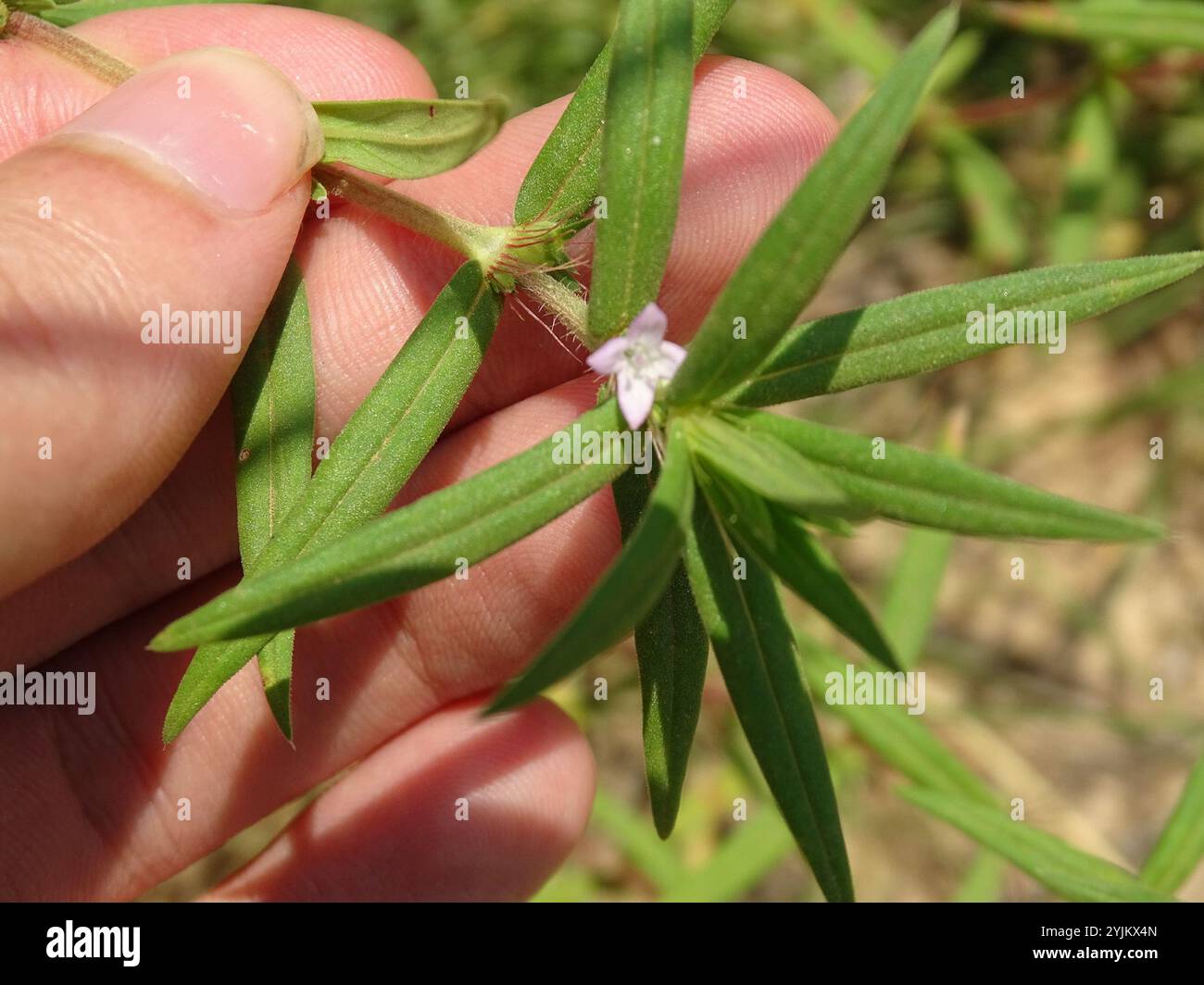 rough buttonweed (Hexasepalum teres Stock Photo - Alamy