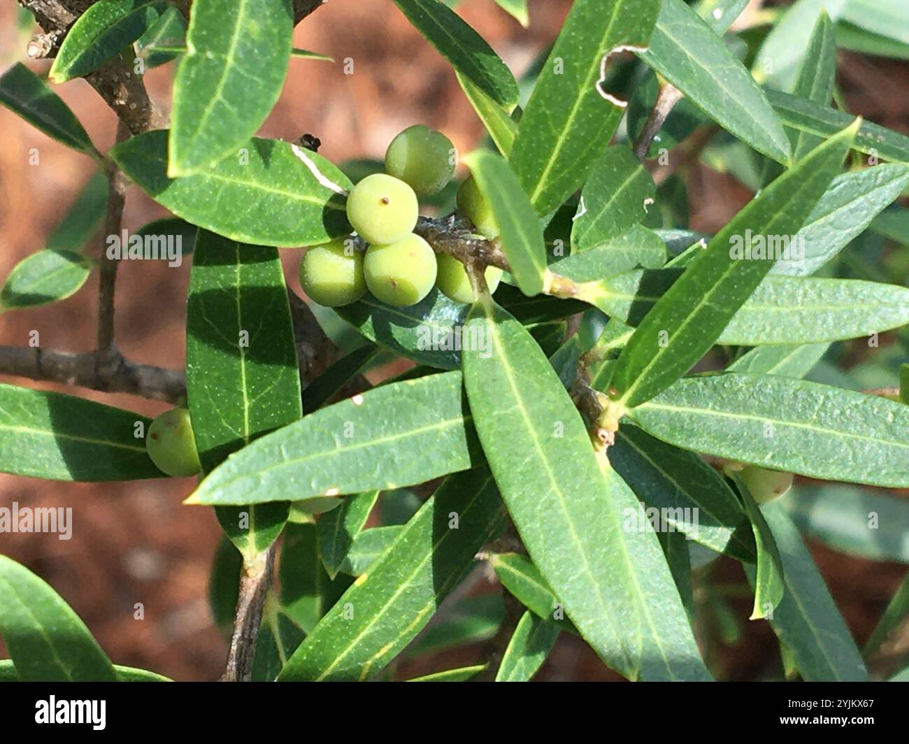 Narrow leaved Mock Privet Phillyrea Angustifolia Stock Photo Alamy