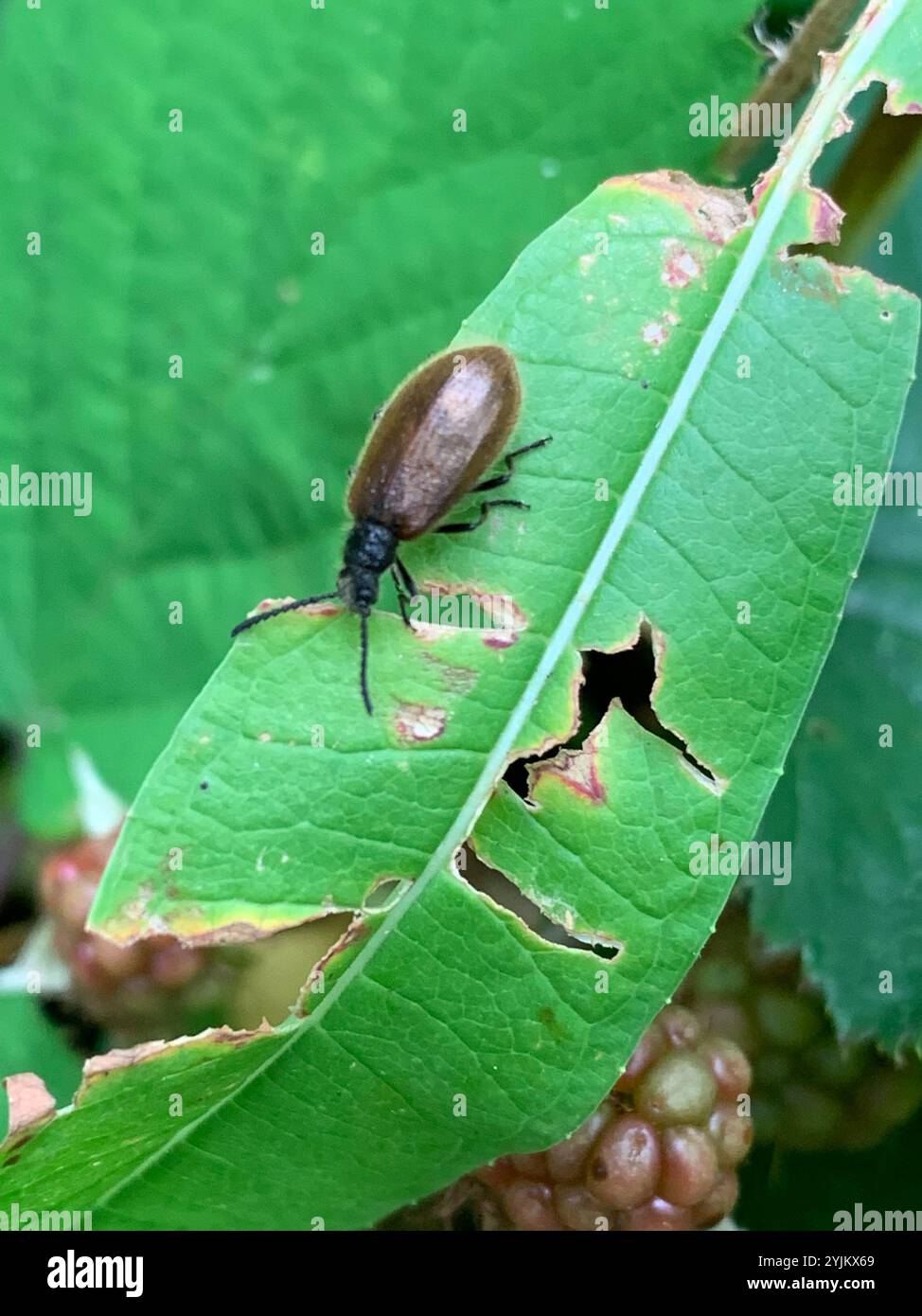 Rough-haired Lagria Beetle (Lagria hirta Stock Photo - Alamy