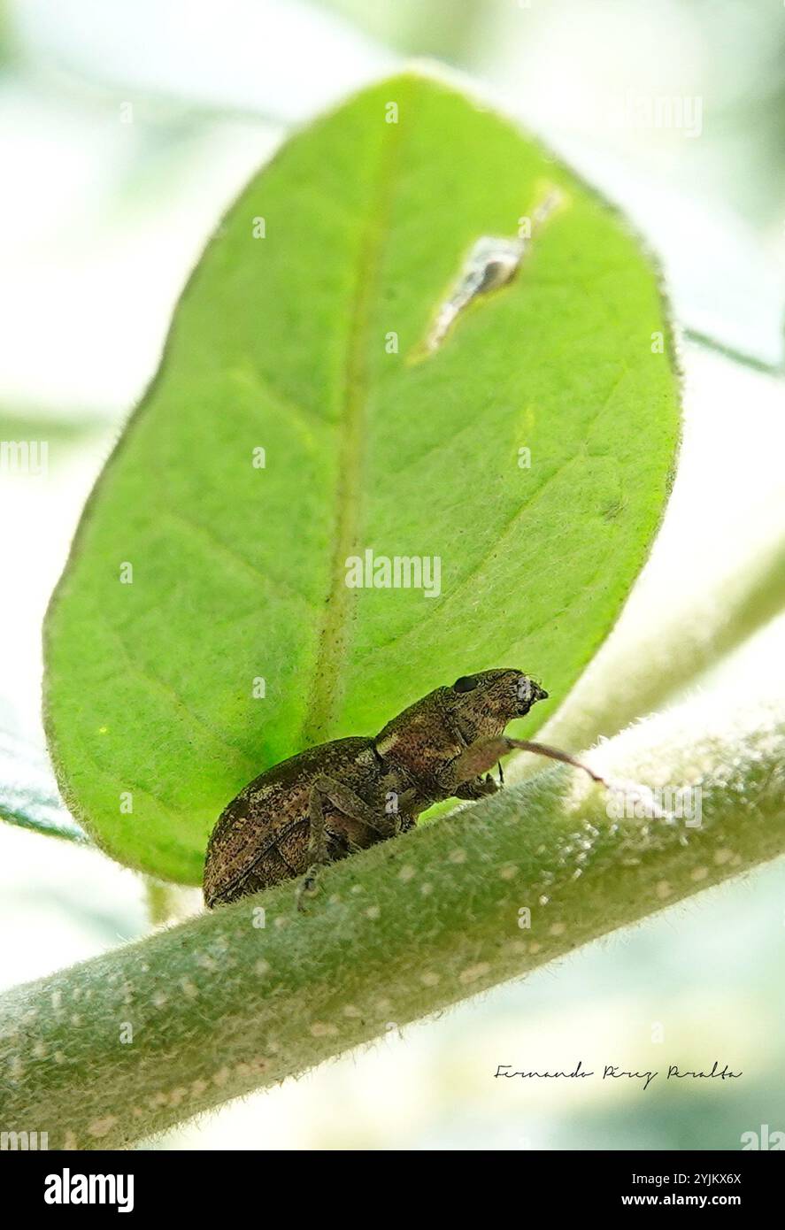 Rose weevil hi-res stock photography and images - Alamy