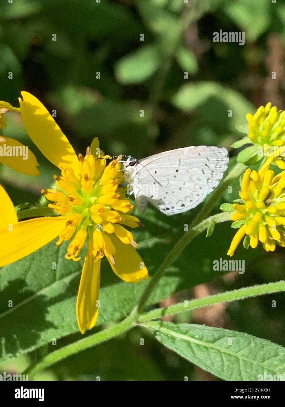 Summer Azure (Celastrina neglecta Stock Photo - Alamy