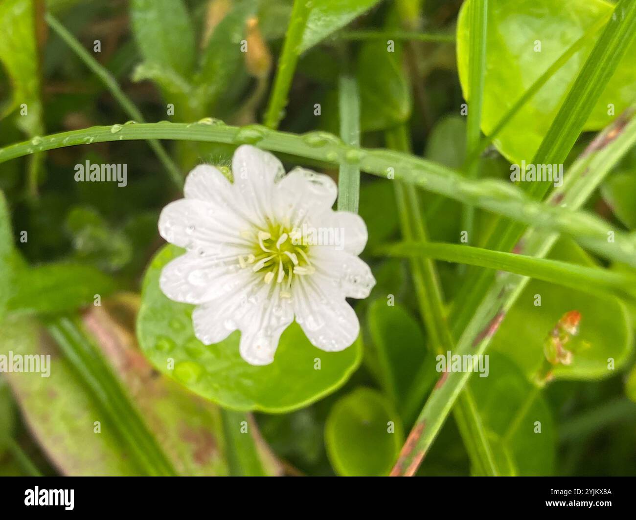 Alpine Mouse-ear (Cerastium alpinum Stock Photo - Alamy
