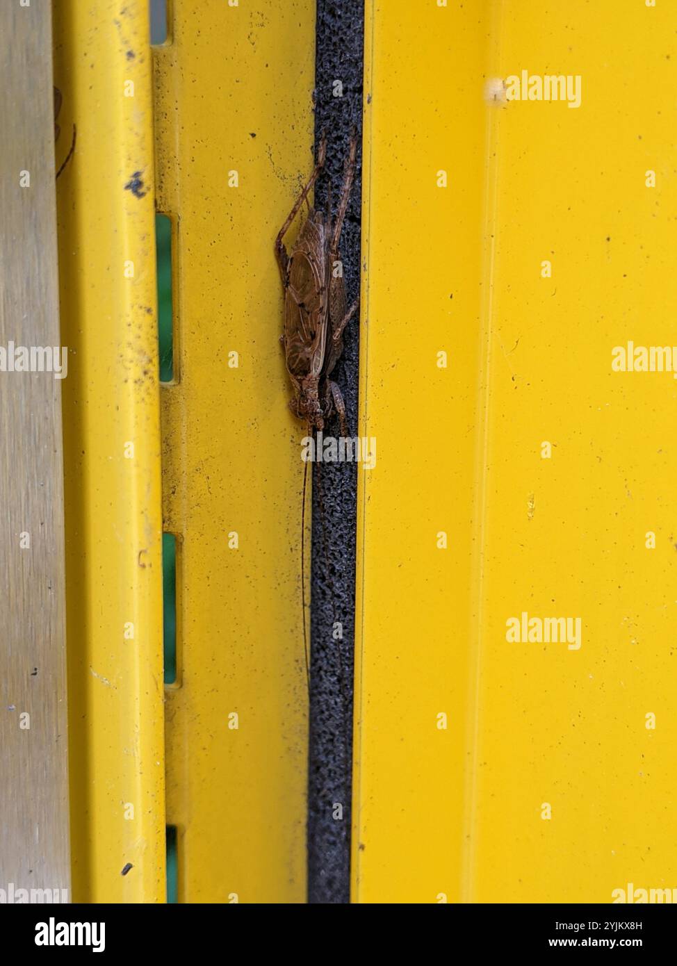 Hapithus hi-res stock photography and images - Alamy