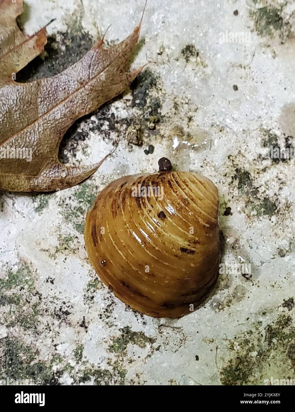 Asian Clam (Corbicula fluminea Stock Photo - Alamy