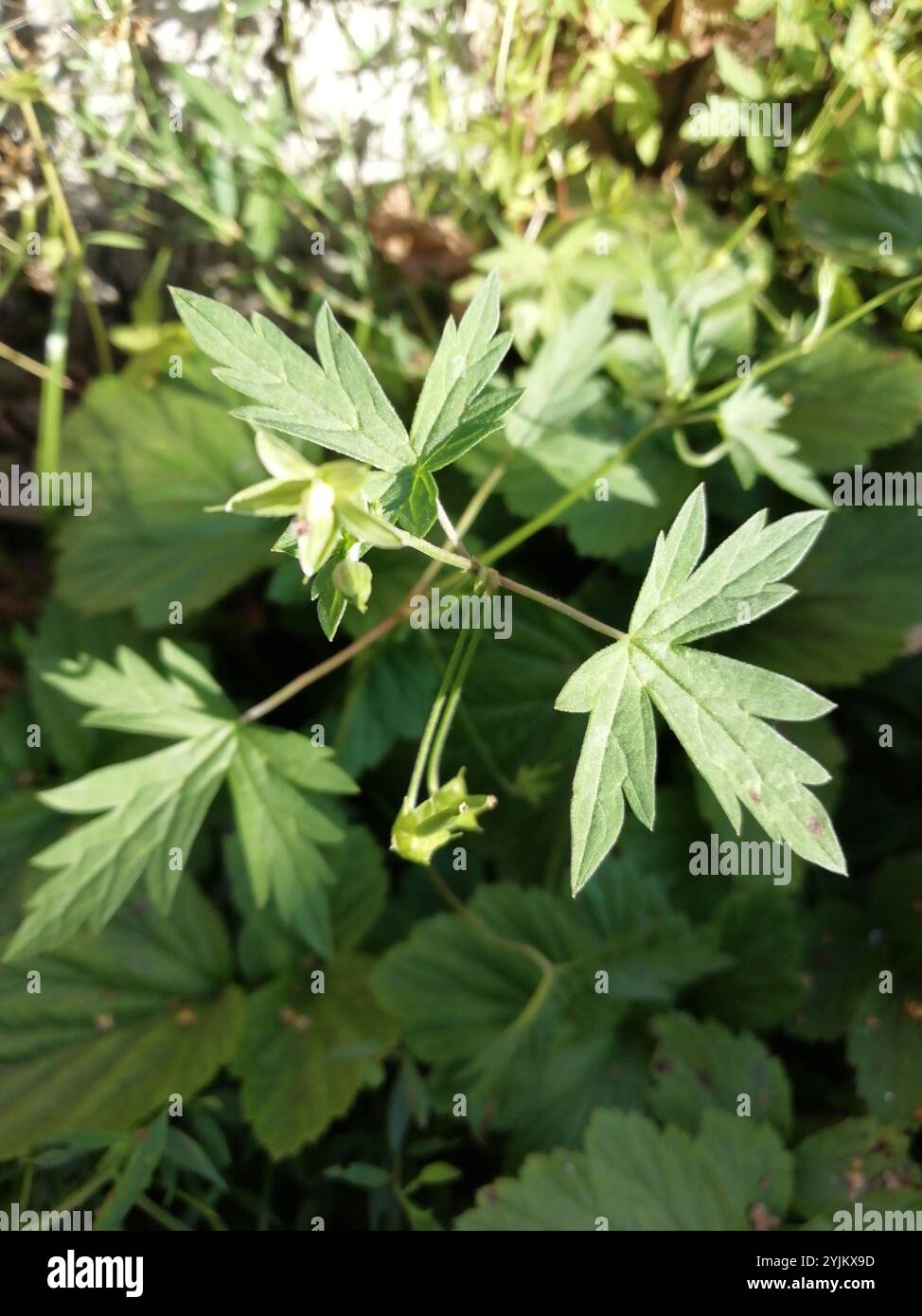 Siberian Crane's-bill (Geranium sibiricum Stock Photo - Alamy