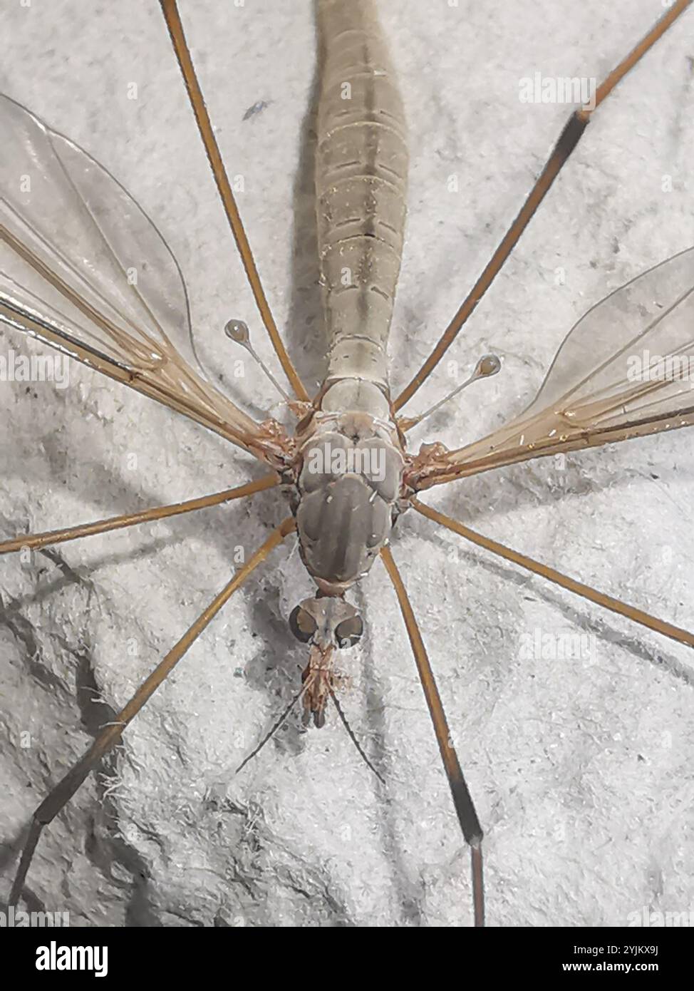 European Crane Fly (Tipula paludosa Stock Photo - Alamy