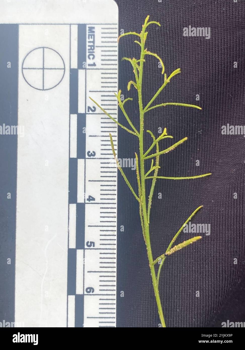 Broom Snakeweed (Gutierrezia sarothrae Stock Photo - Alamy