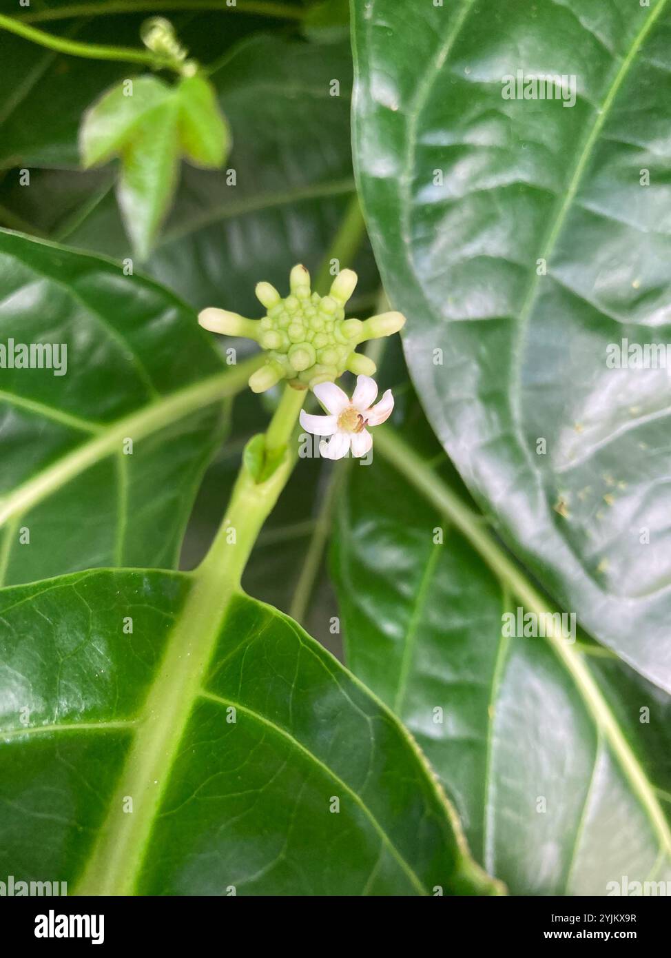 Noni (Morinda citrifolia Stock Photo - Alamy