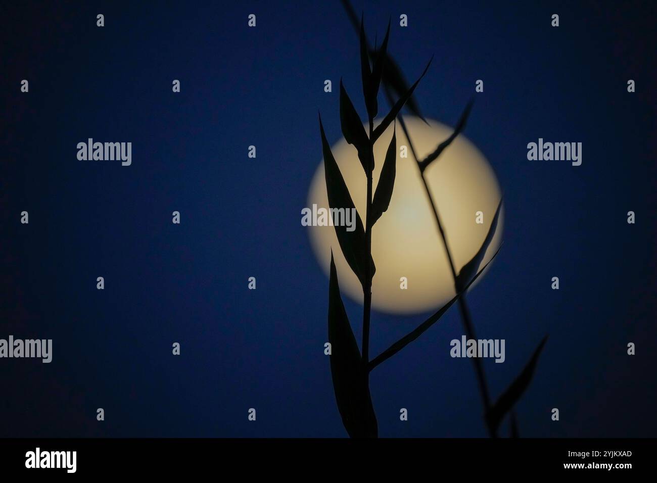 A supermoon rises behind the bamboo tree in Guwahati, India, Friday ...