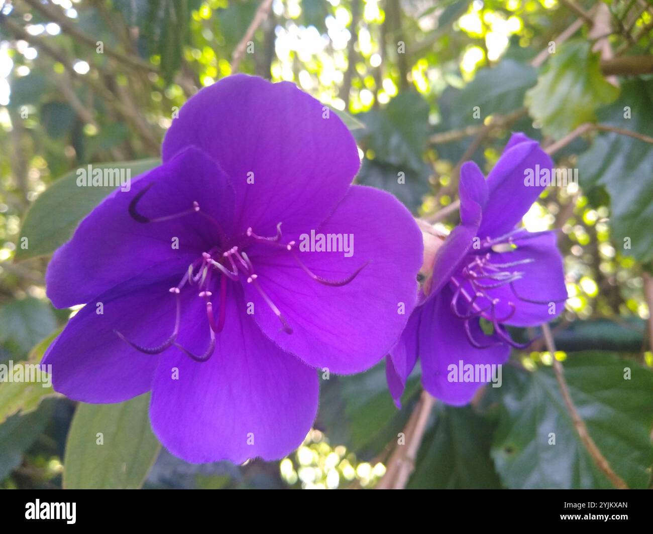 Glory bush (Pleroma urvilleanum Stock Photo - Alamy
