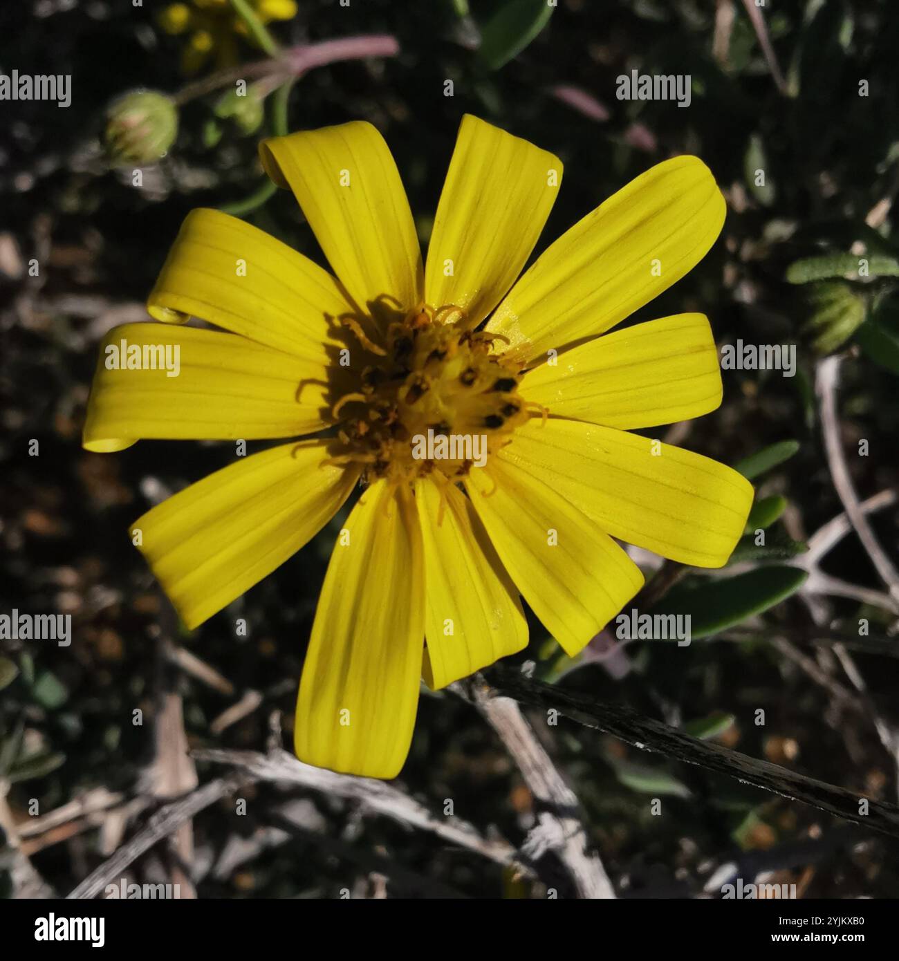 Grey Bietou (Osteospermum incanum Stock Photo - Alamy