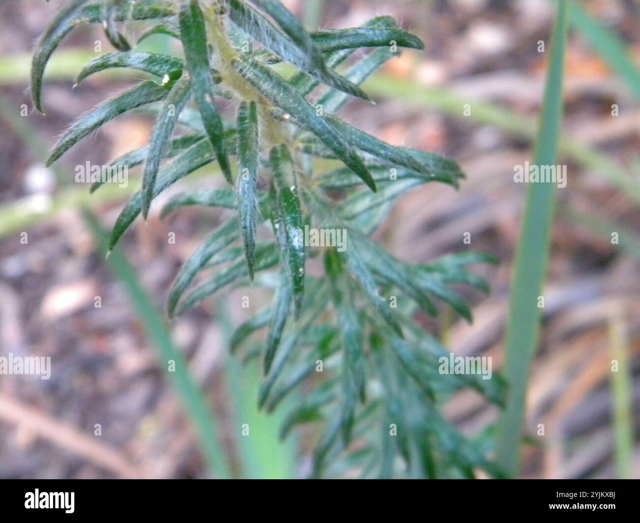 Featherhead Hardleaf (Phylica pubescens Stock Photo - Alamy