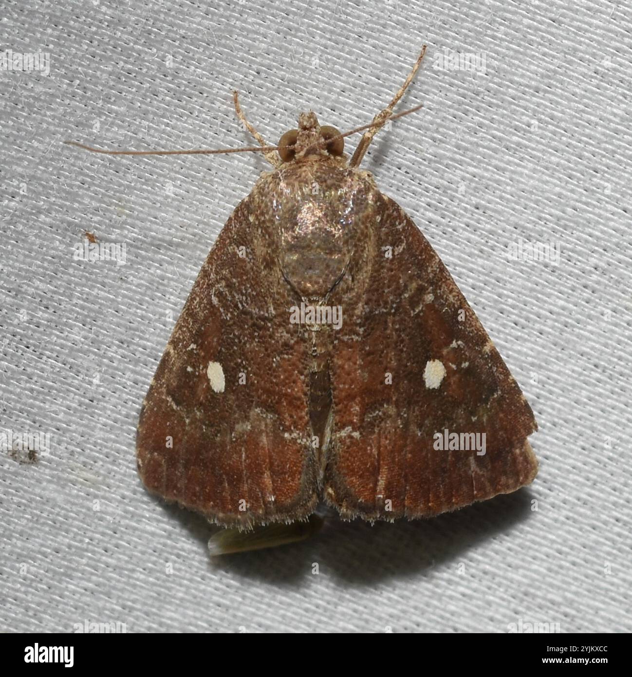 Eight-spot Moth (Amyna stricta Stock Photo - Alamy