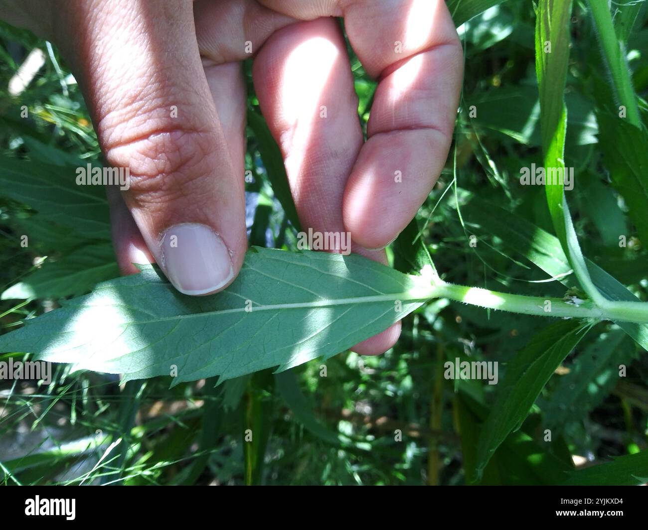 Rough Bugleweed (Lycopus asper Stock Photo - Alamy