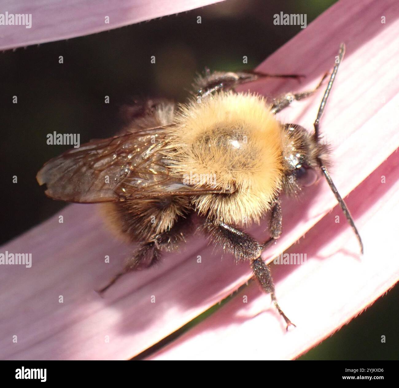 Common Carder Bumble Bee (Bombus pascuorum Stock Photo - Alamy
