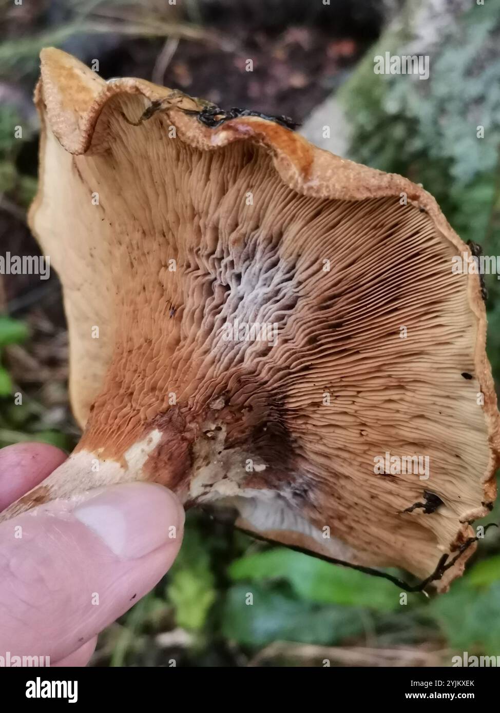 Brown Roll-Rim (Paxillus involutus Stock Photo - Alamy