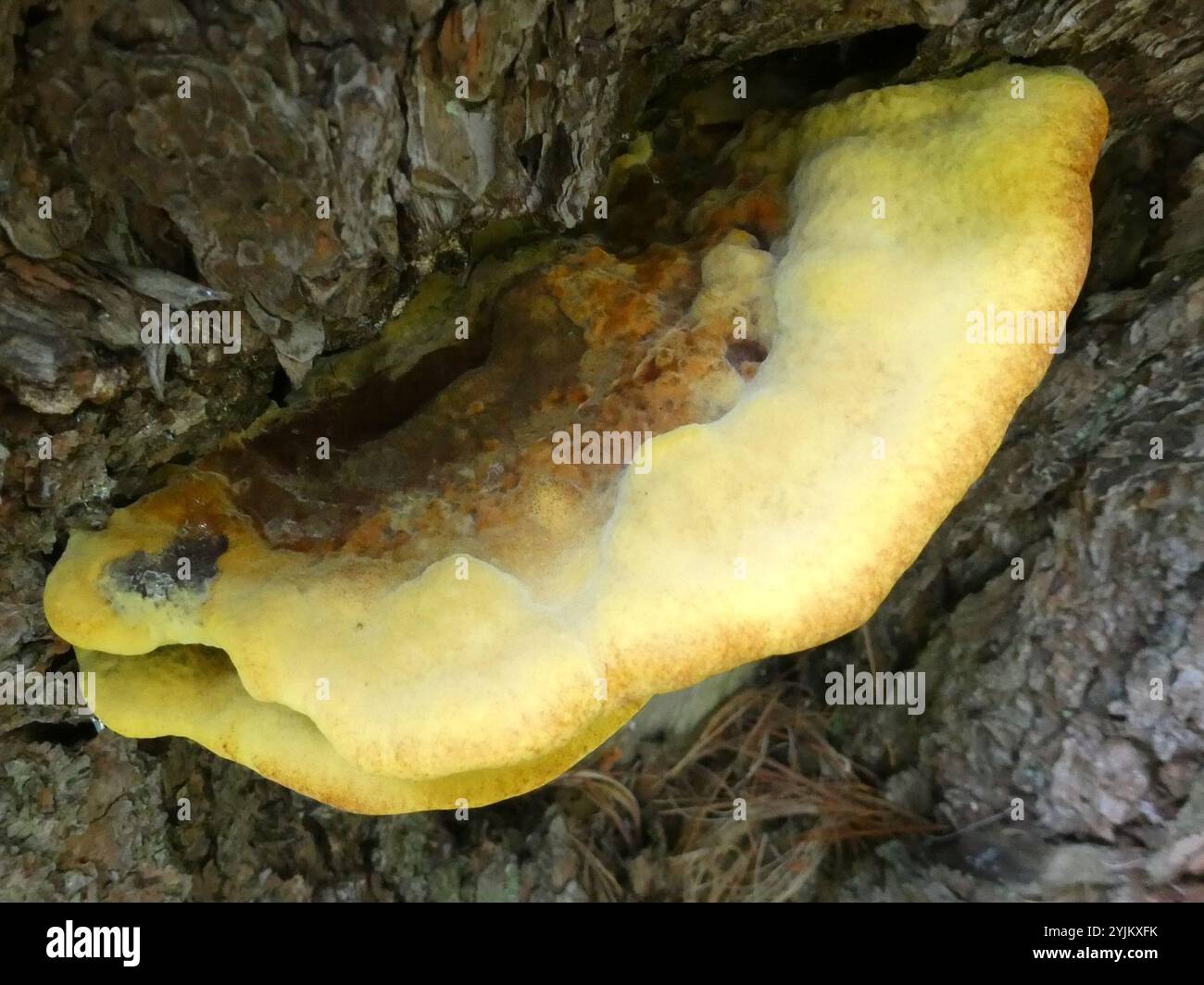 Dyer's Polypore (Phaeolus schweinitzii Stock Photo - Alamy
