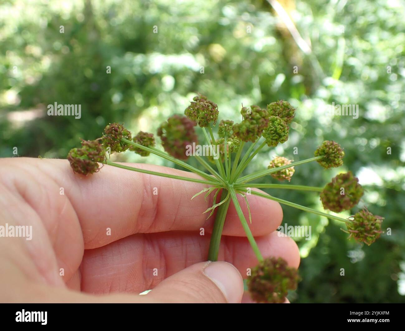 Fernleaf biscuitroot hi-res stock photography and images - Alamy