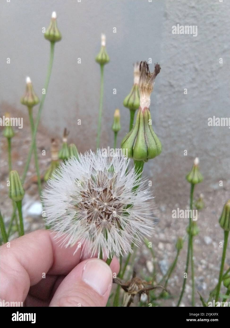 Urospermum picroides hi-res stock photography and images - Alamy