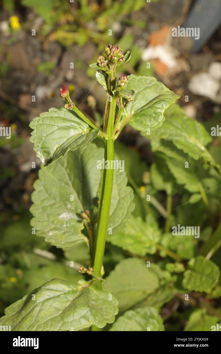 Water Figwort (Scrophularia auriculata Stock Photo - Alamy