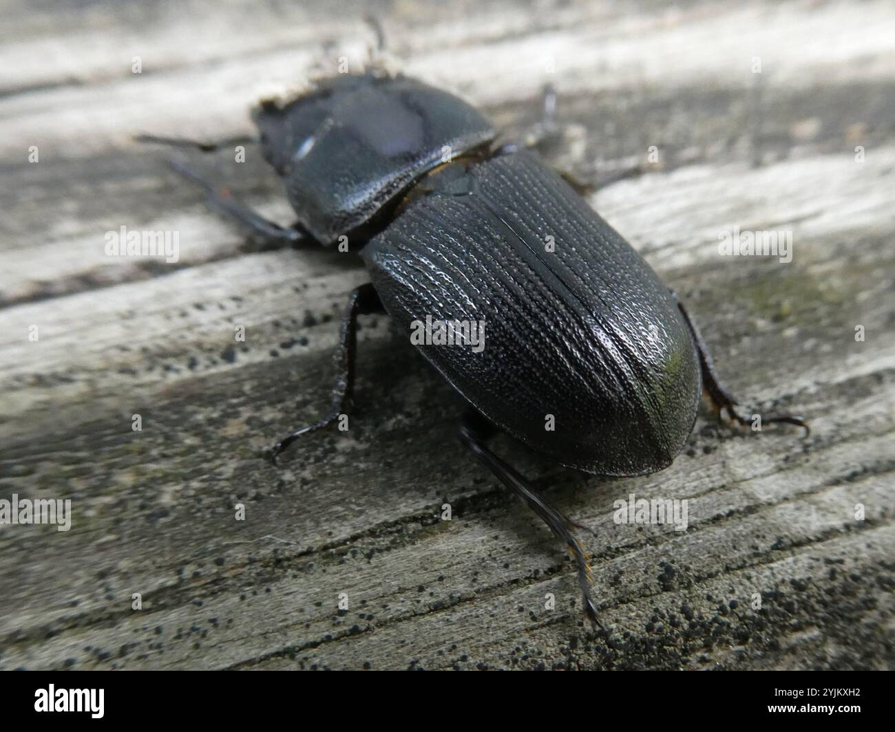 Antelope Beetle (Dorcus parallelus Stock Photo - Alamy