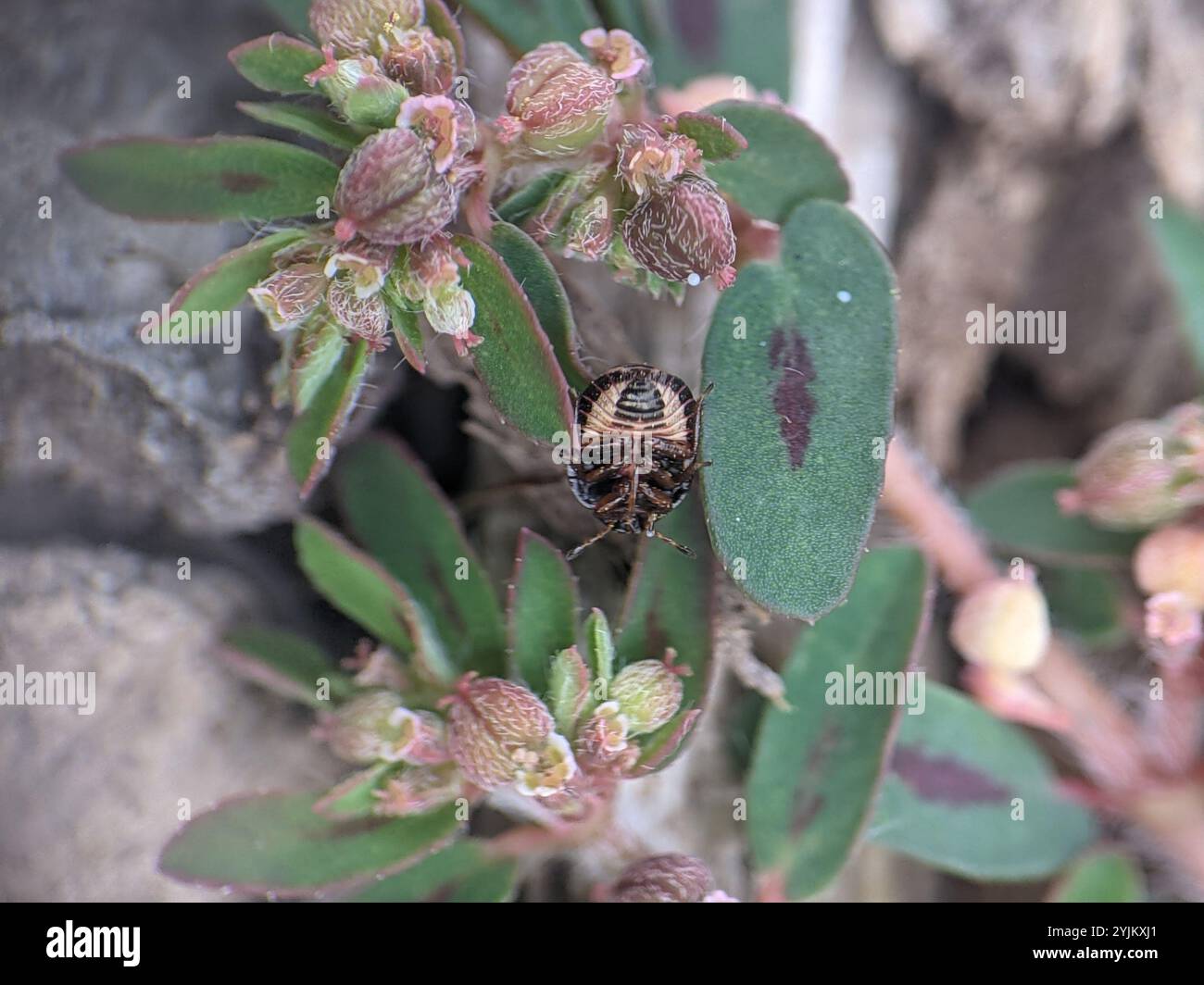 Stink Bugs, Shield Bugs, and Allies (Pentatomoidea Stock Photo - Alamy