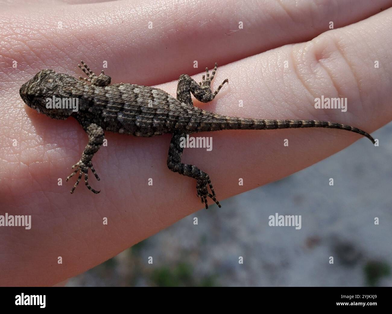 Eastern Fence Lizard (Sceloporus undulatus Stock Photo - Alamy