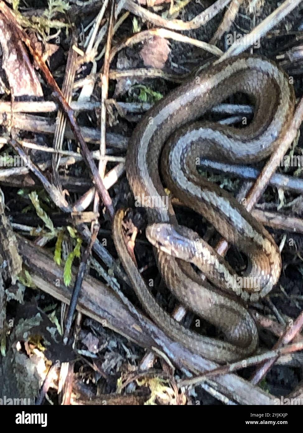 DeKay's Brownsnake (Storeria dekayi Stock Photo - Alamy