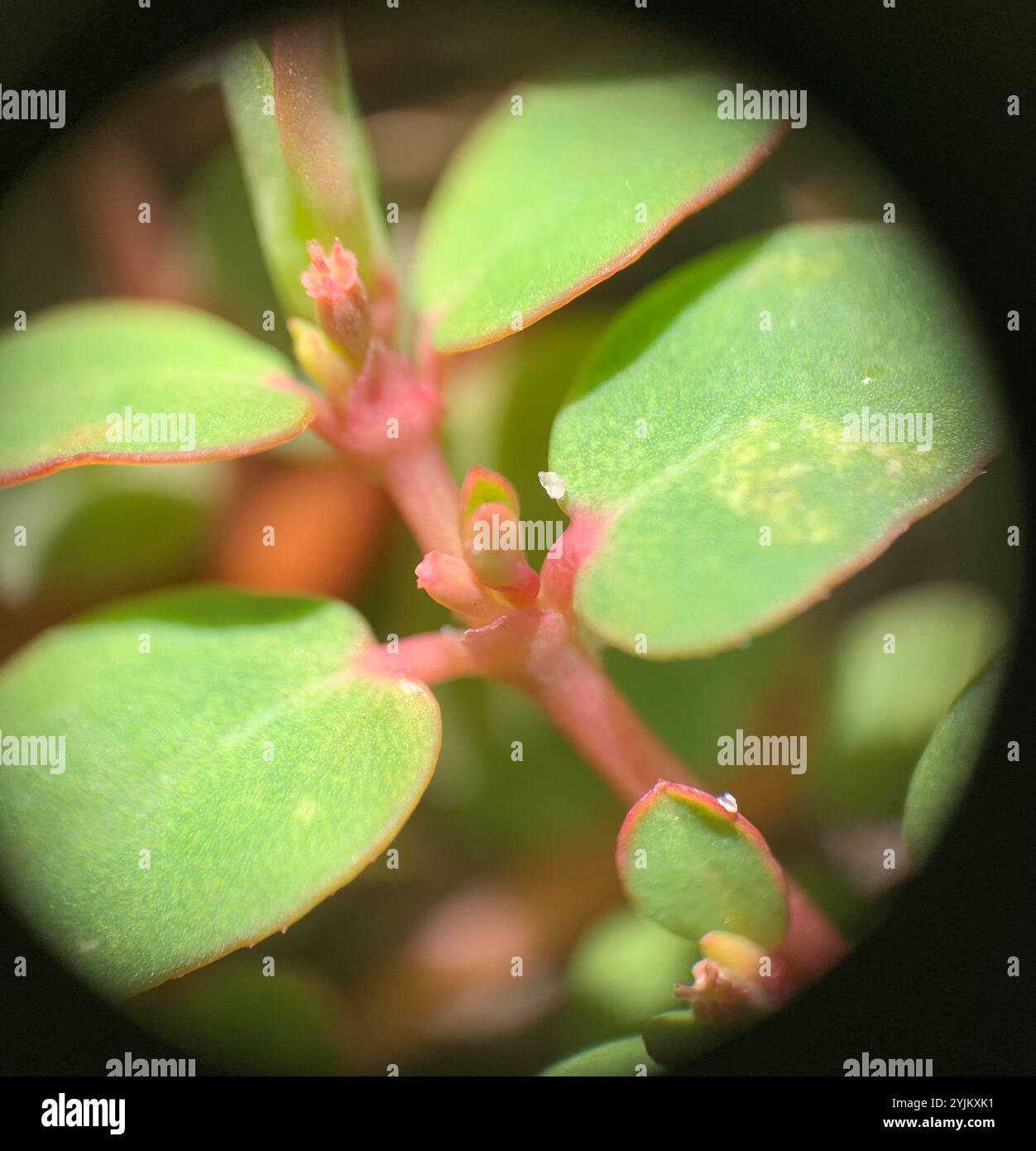 limestone sandmat (Euphorbia blodgettii Stock Photo - Alamy