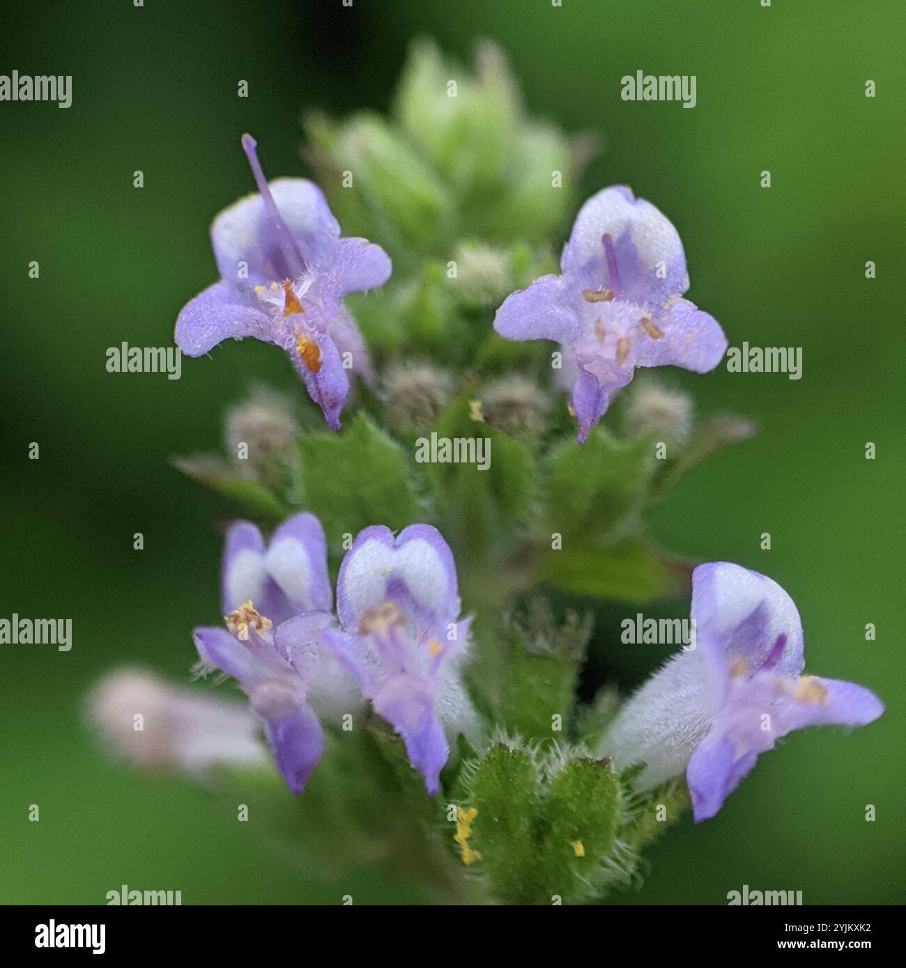 Tropical Bushmint (Hyptis mutabilis Stock Photo - Alamy