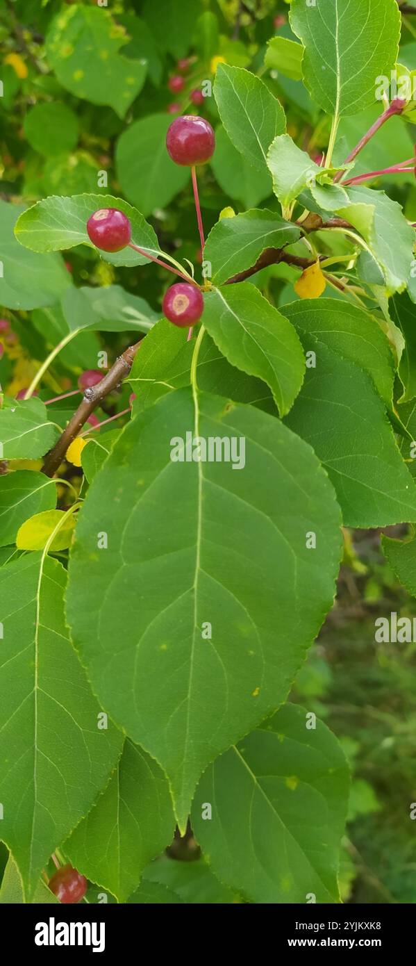Siberian crabapple (Malus baccata Stock Photo - Alamy