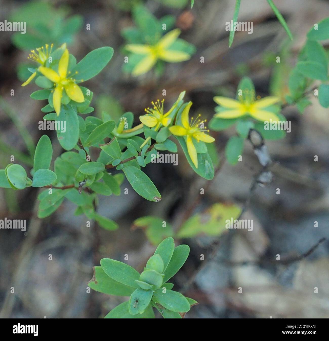 St. Andrew's cross (Hypericum hypericoides Stock Photo - Alamy